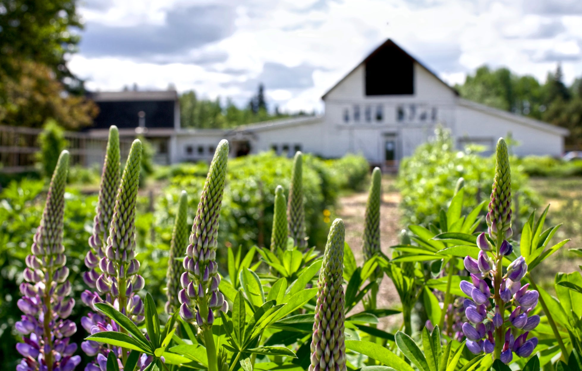 EdgeWood Farm & Flower